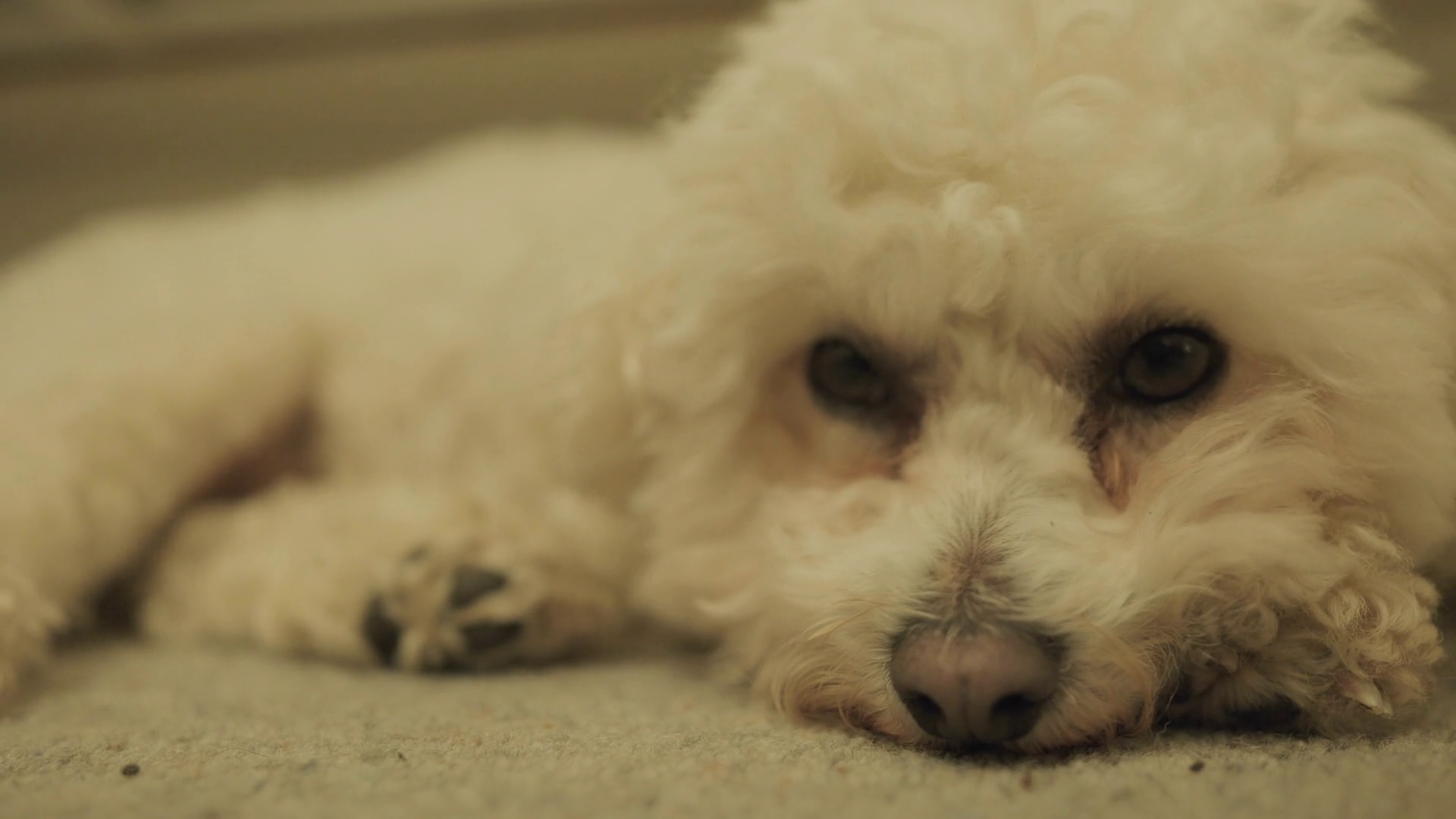 Close Up Of Bichon Frise Dog Face Lying Down Stock Footage SBV ...