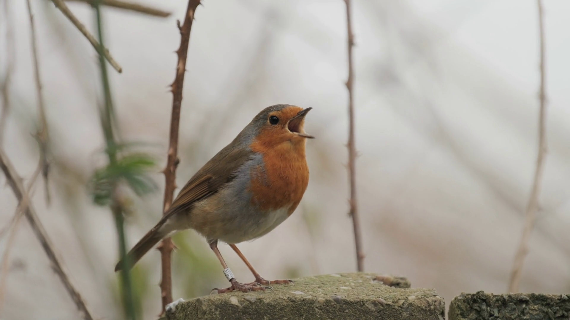 Close Up Of Robin Chirping In Natural Setting Stock Footage SBV ...