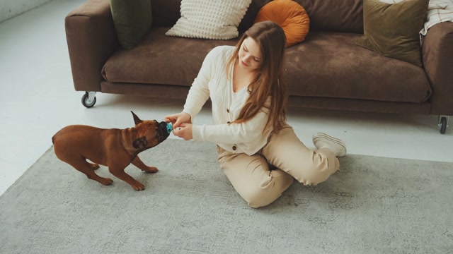 Pet Playtime Stock Footage: Royalty-Free Video Clips - Storyblocks