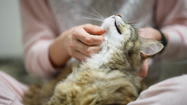 Cat Stock Footage: Royalty-Free Video Clips - Storyblocks