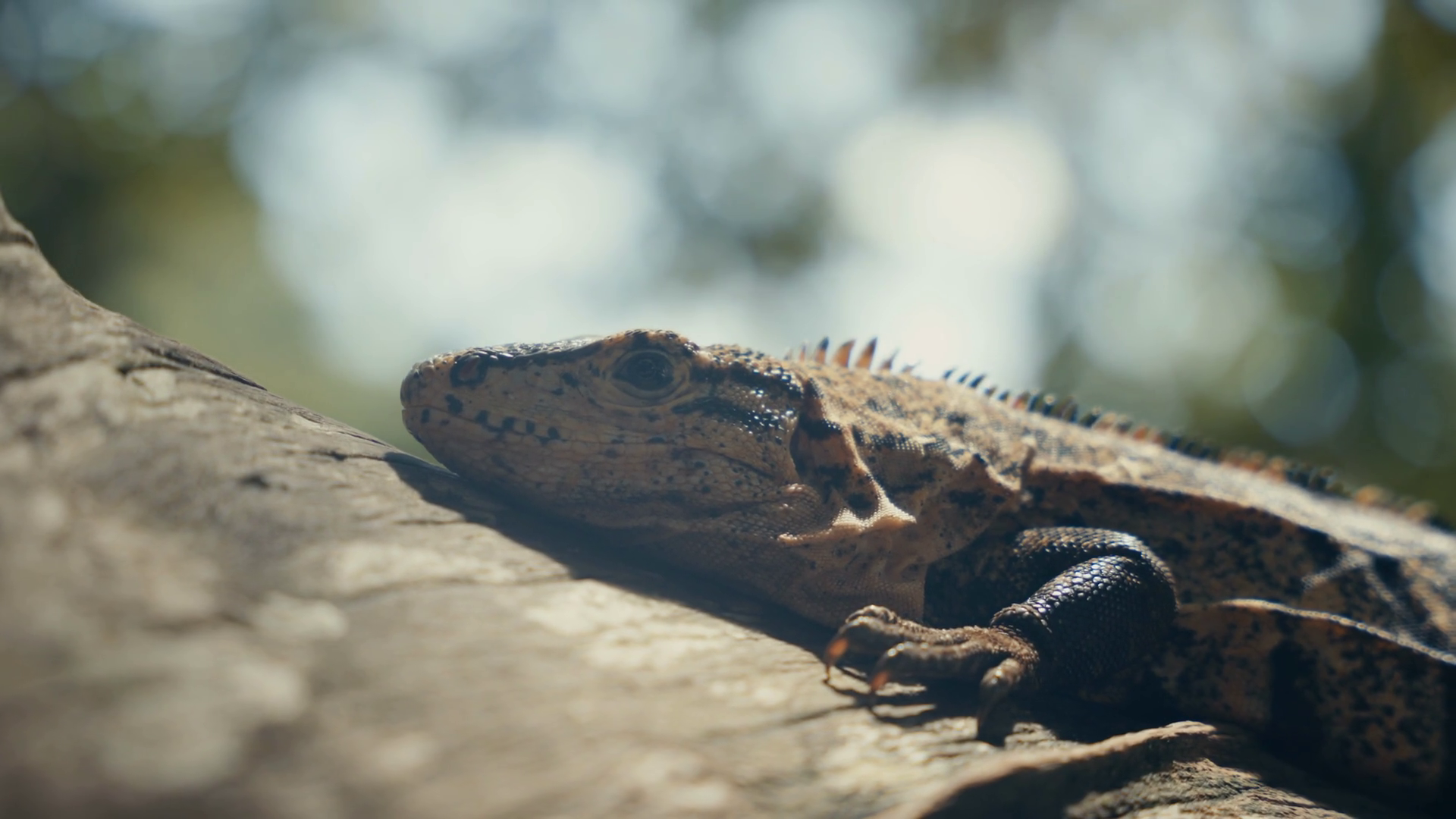 Large Lizards In Rainforest Jungle Of Stock Footage SBV-352097357 ...