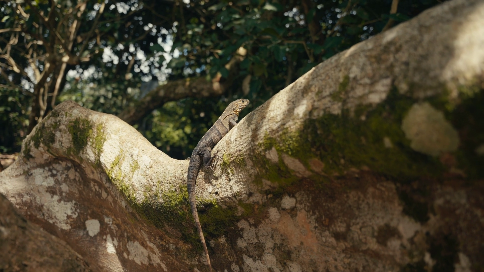 Large Lizards In Rainforest Jungle Of Stock Footage SBV-352097359 ...
