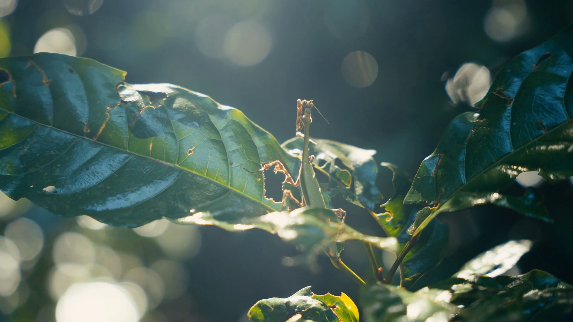 Tropical Insects In Rainforest Jungle Of Stock Footage SBV-352097371 ...
