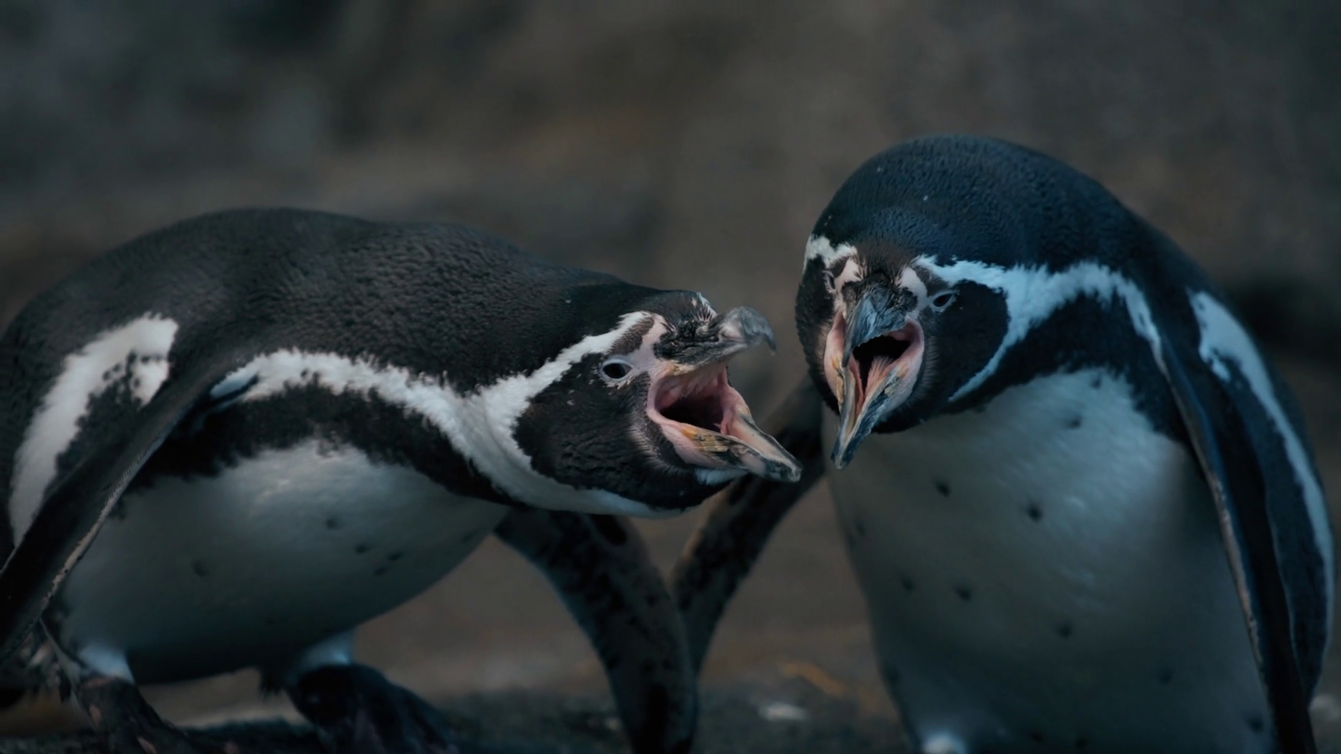 Two Humboldt Penguins Fighting With Beaks Stock Footage SBV-351938943 ...