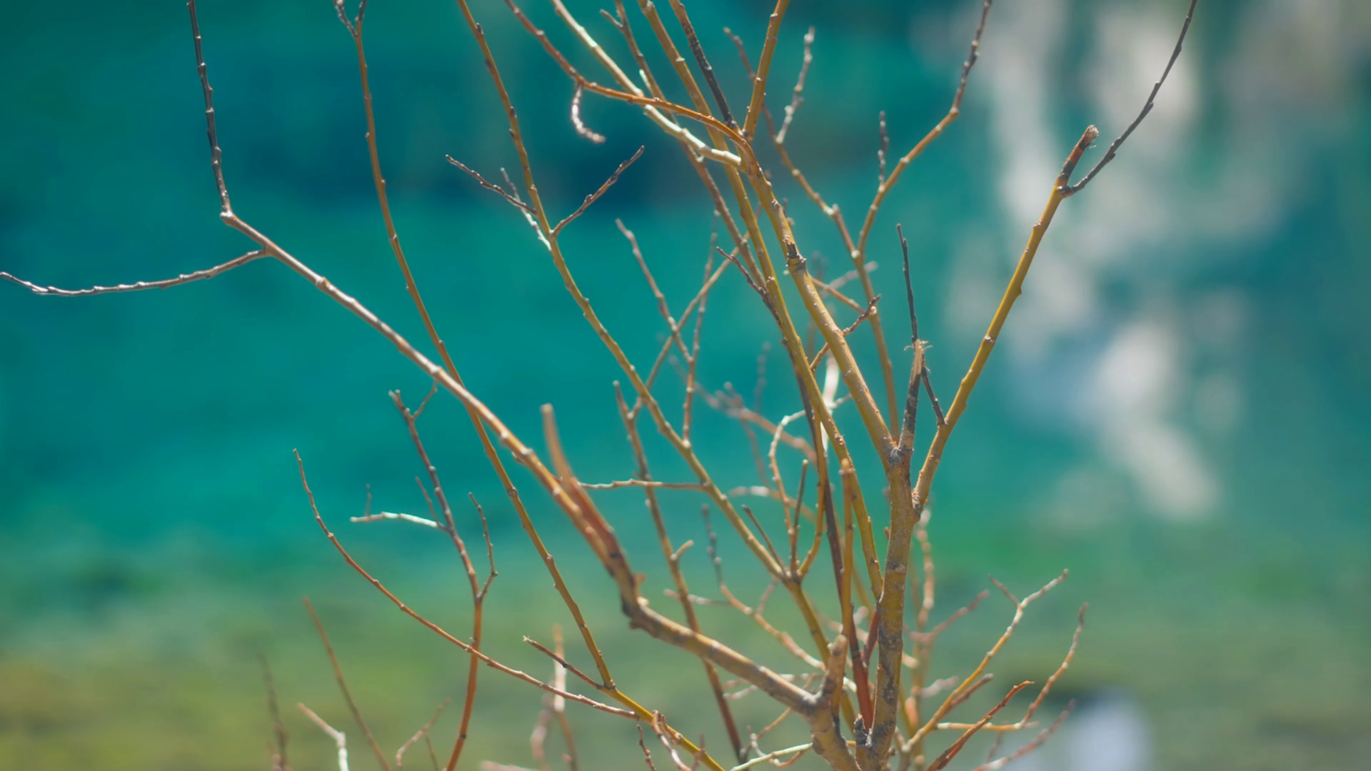 Leafless Plant Against Turquoise Water Stock Footage SBV-352494768 ...