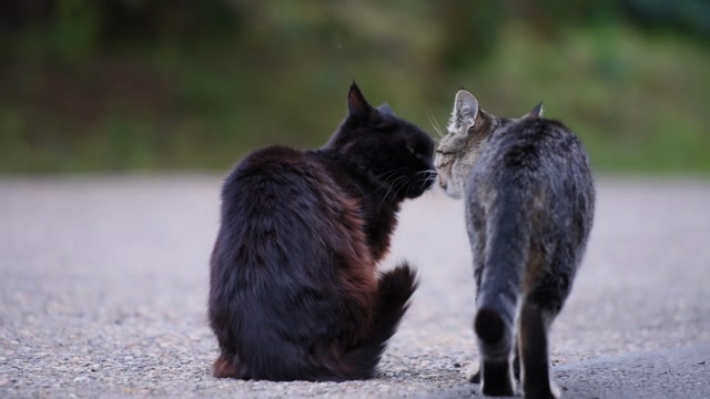 Kitten Sniffing Stock Footage: Royalty-Free Video Clips - Storyblocks