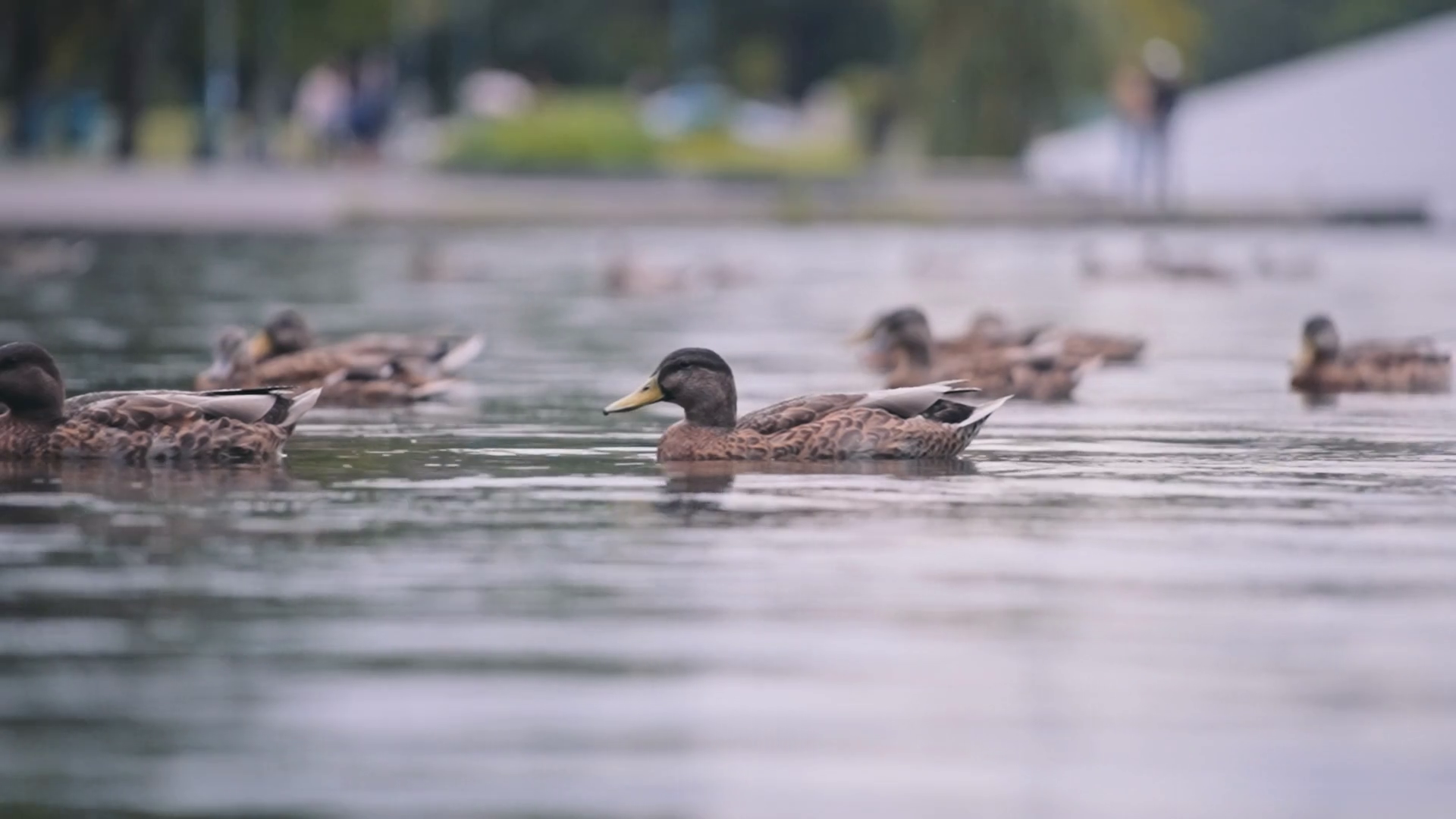 Duck Drinking Water From Lake Stock Footage SBV-346787050 - Storyblocks