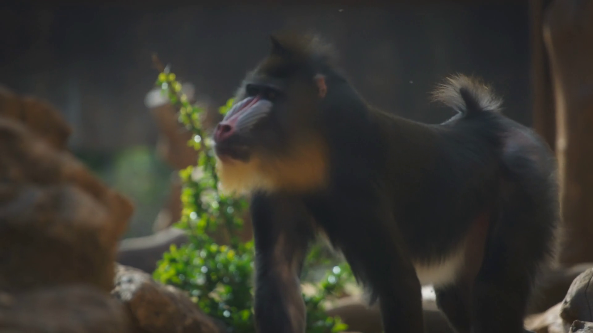 Mandrill walking between the rocks. Slow motion. Stock Video Footage 00 ...