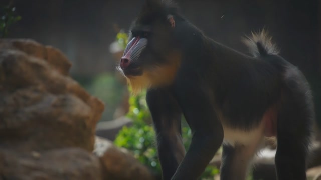 Mandrill Stock Footage: Royalty-Free Video Clips - Storyblocks