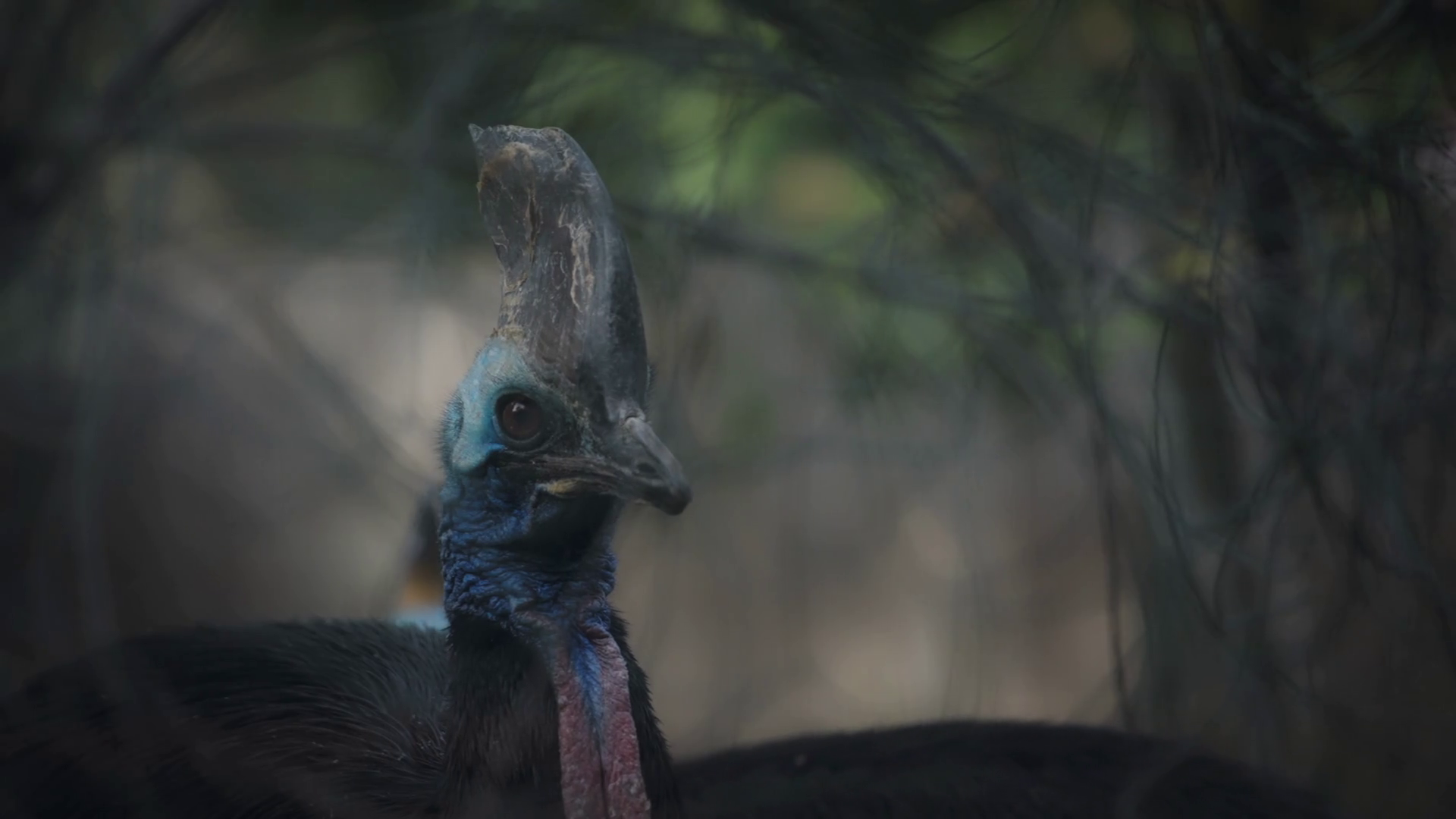 Cassowaries Behind Tangled Tree Slow Motion Stock Footage SBV-347006412 ...