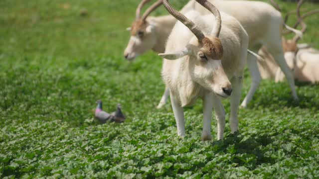 Goat Moving Stock Footage: Royalty-Free Video Clips - Storyblocks