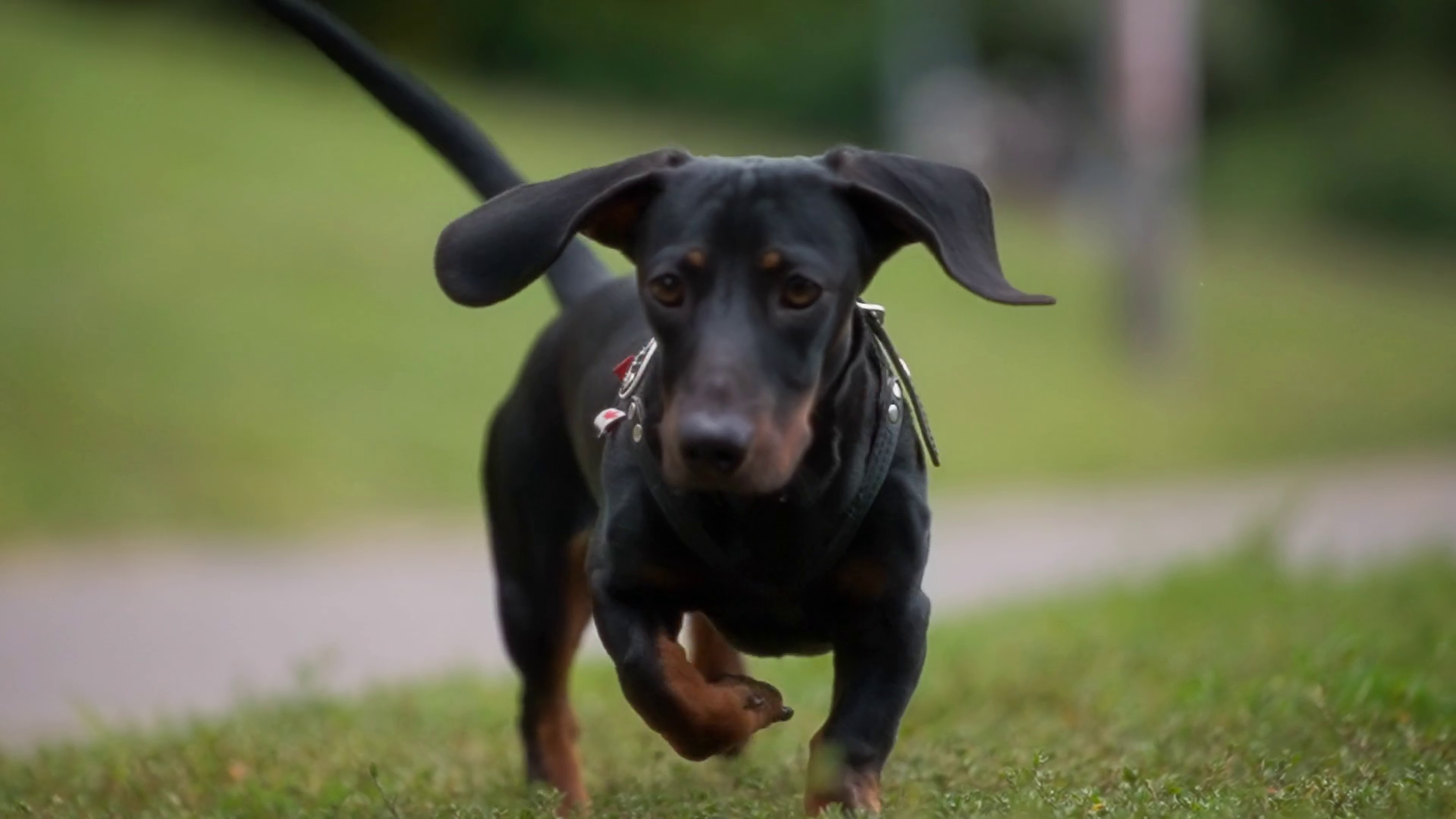 Small Dachshund Dog Running Towards Camera Stock Footage SBV-347029657 ...
