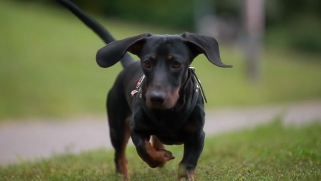 Dog Running Slow Motion Stock Footage: Royalty-Free Video Clips ...