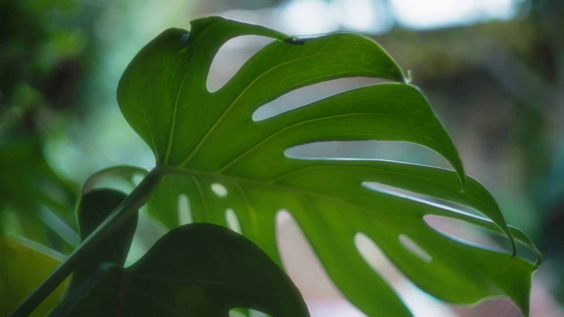 Monstera Plant With Big Green Leaves Growing Stock Footage SBV ...