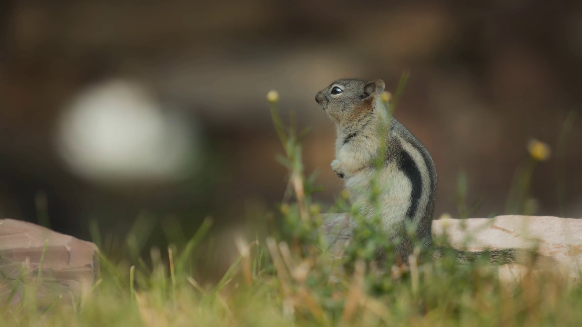 Adorable Chipmunk In Slow Motion Surrounded Stock Footage SBV-347724365 ...