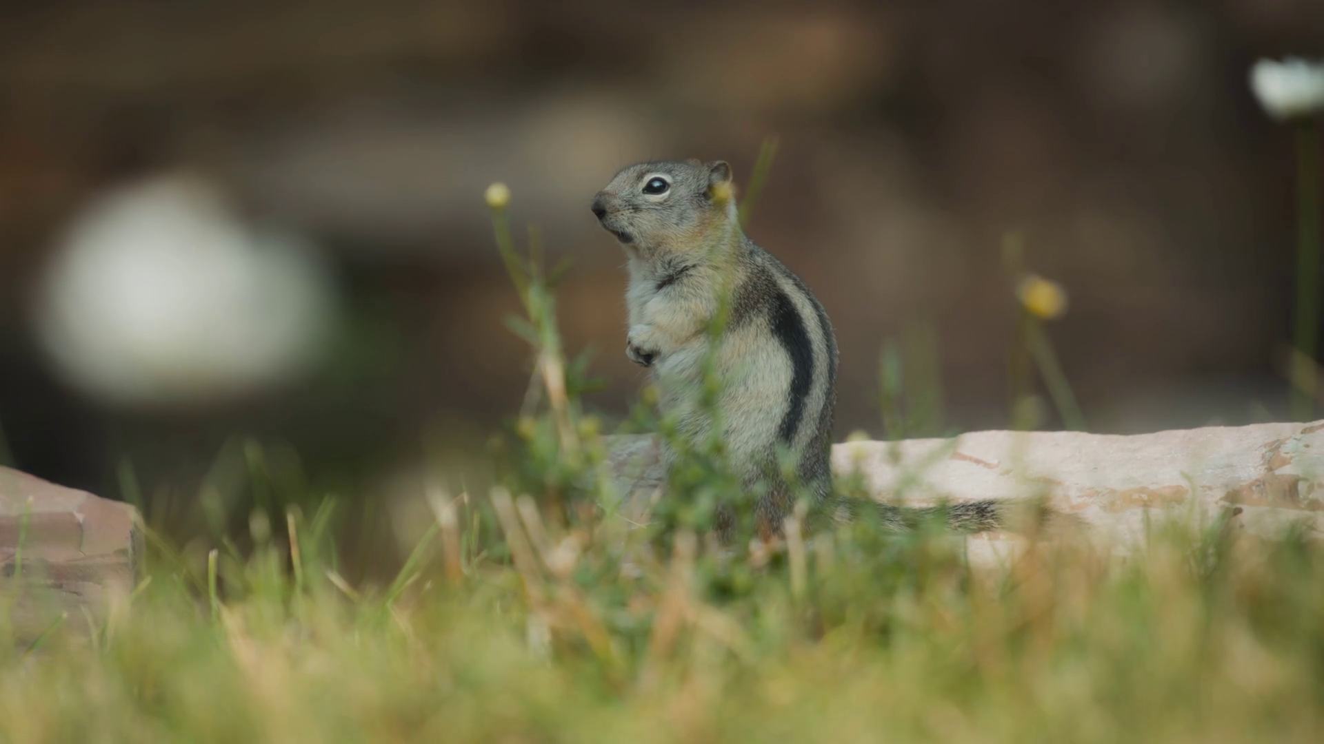 Adorable Chipmunk In Grass Slow Motion Stock Footage SBV-347724653 ...