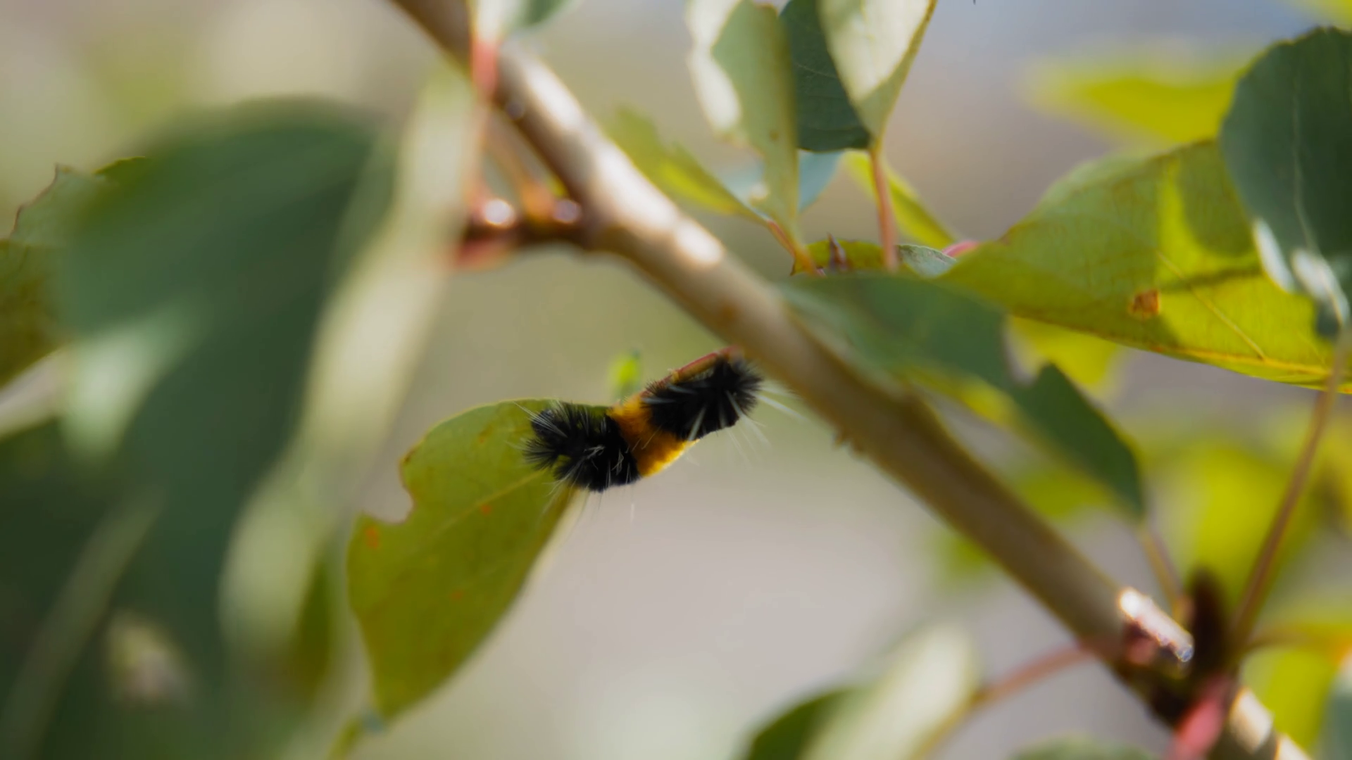 Spotted Tussock Moth Crawling On Swaying Stock Footage SBV-347725547 ...