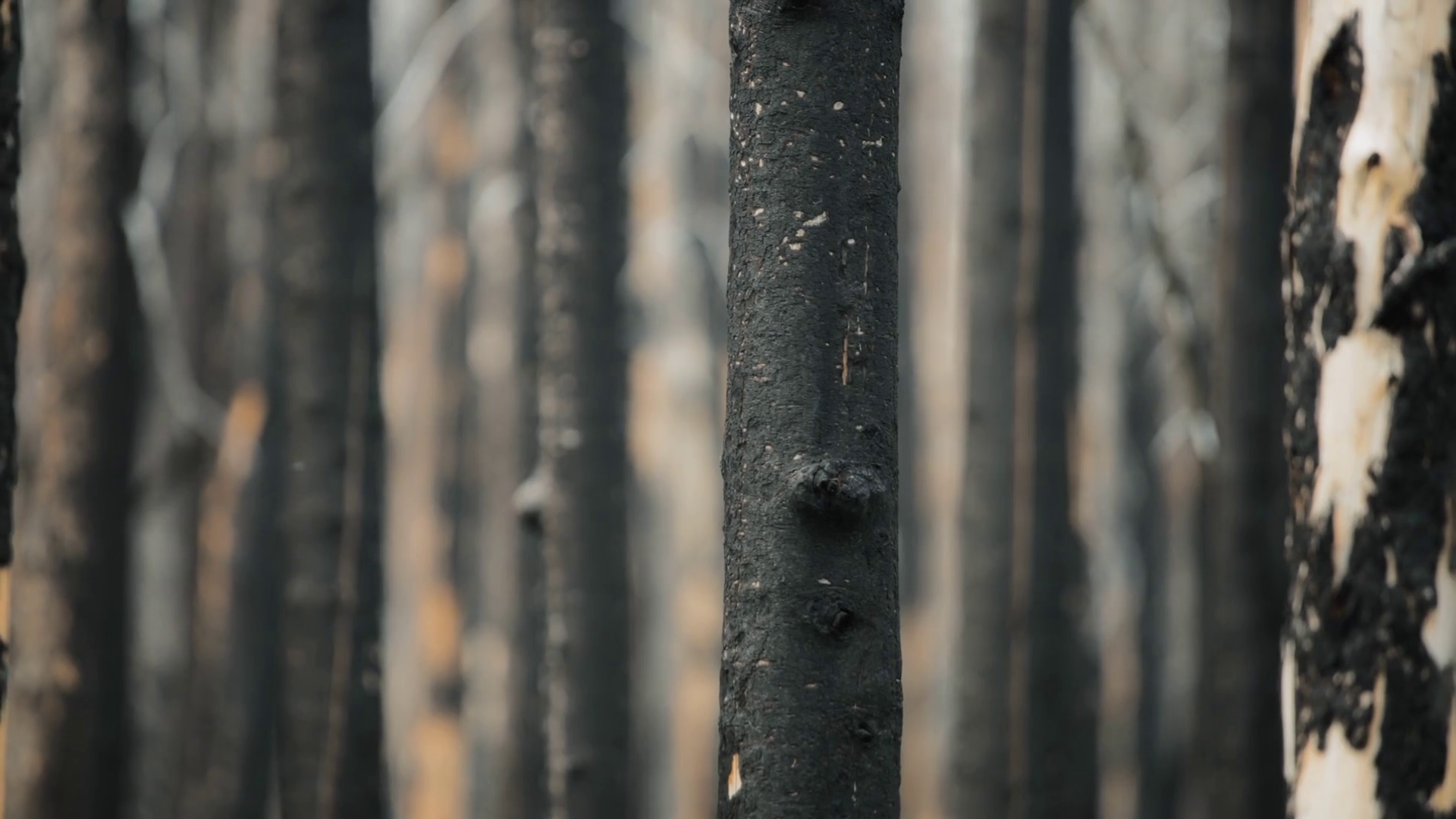Charred Tree Trunks Wildfire In Forest Slow Stock Footage SBV-347724919 ...