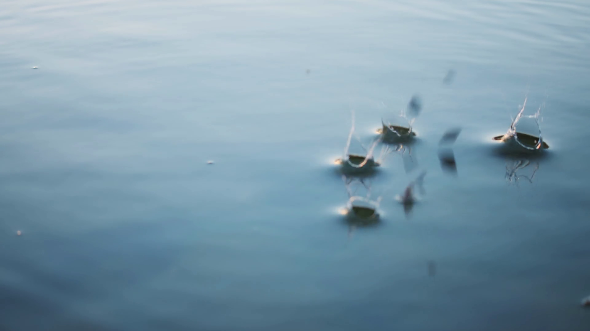 Rocks Falling In Lake Water Creating Ripples Stock Footage SBV ...