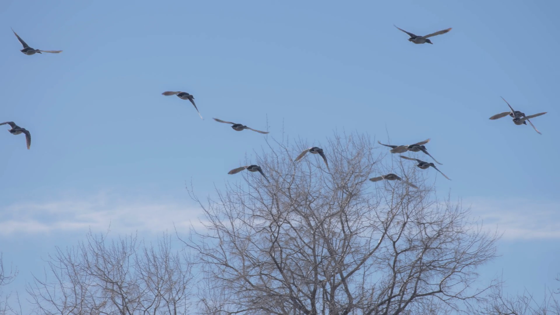 Flock Of Birds Flying Above Trees N Park Stock Footage SBV-347777492 ...