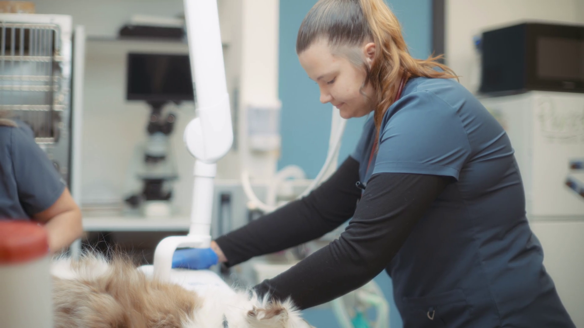 Two Vet Doctors Performing Dental Procedure Stock Footage SBV-348468081 ...