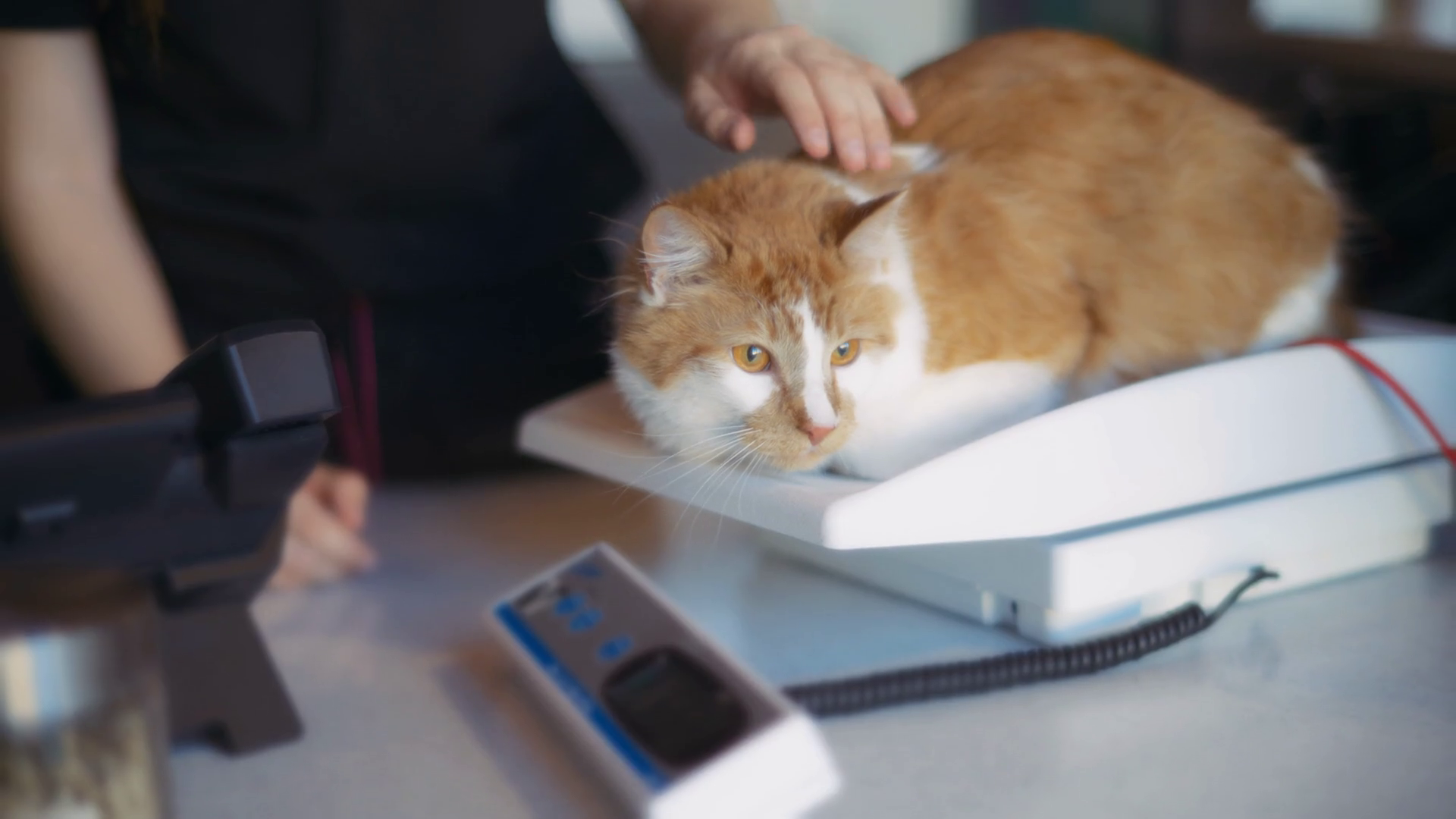 A Nurse Weighing Ginger Cat On Scale In Vet Stock Footage SBV-347770747 ...