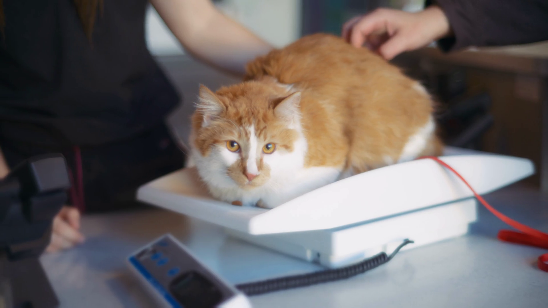 A Ginger Cat Sitting On Scale Checking Stock Footage SBV-347770745 ...