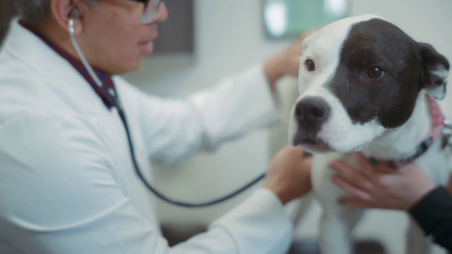 Veterinarian Listen To Dog's Heart With Stock Footage SBV-348467976 ...