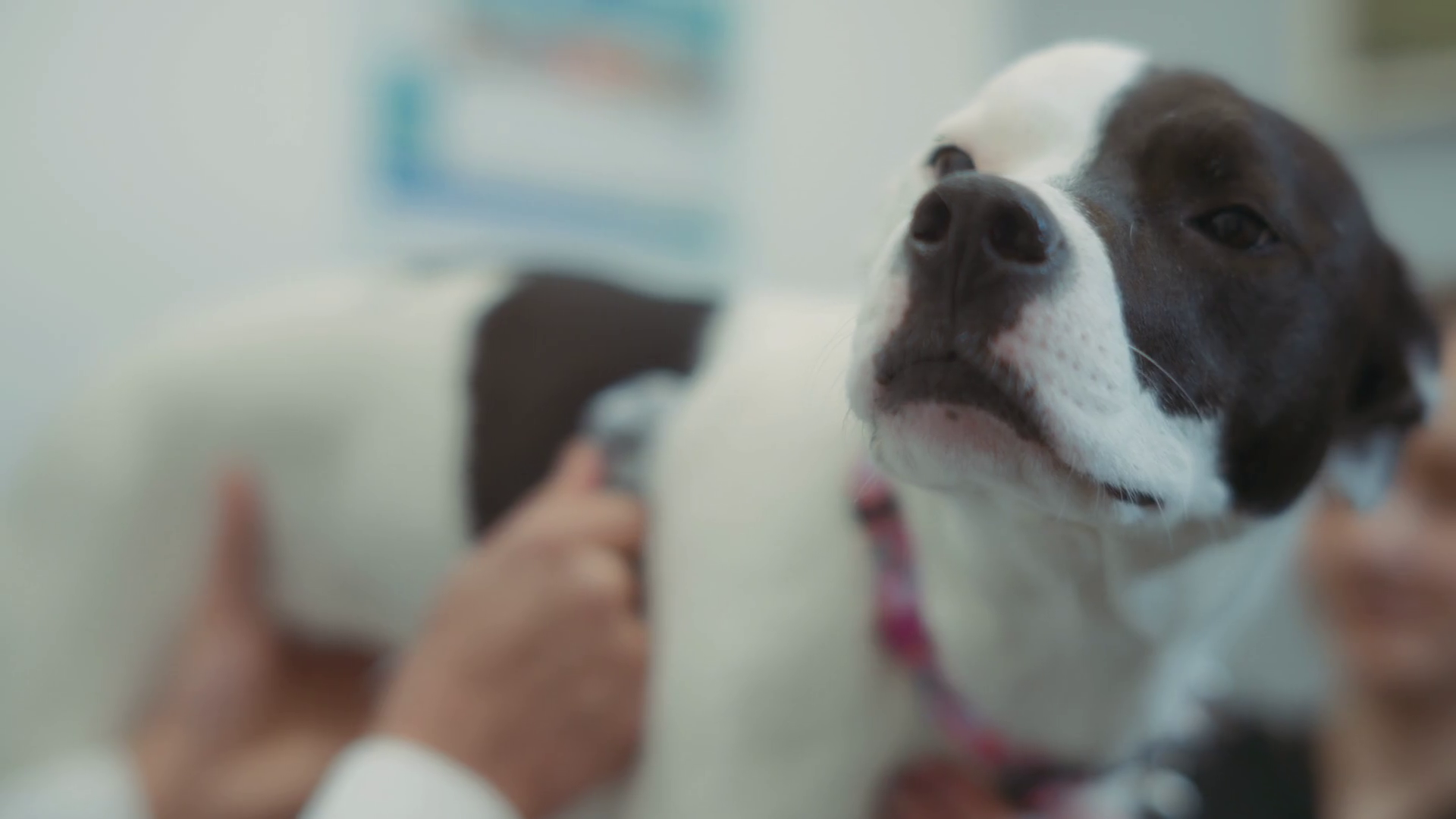 Close Up Of Dog During Vet Inspection At Stock Footage SBV-348468098 ...