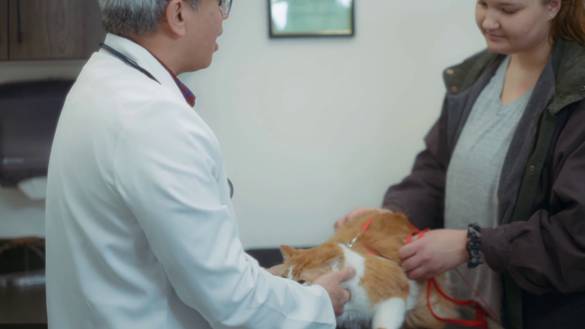 Ginger Cat Owner During Vet Inspection At Stock Footage SBV-348469507 ...