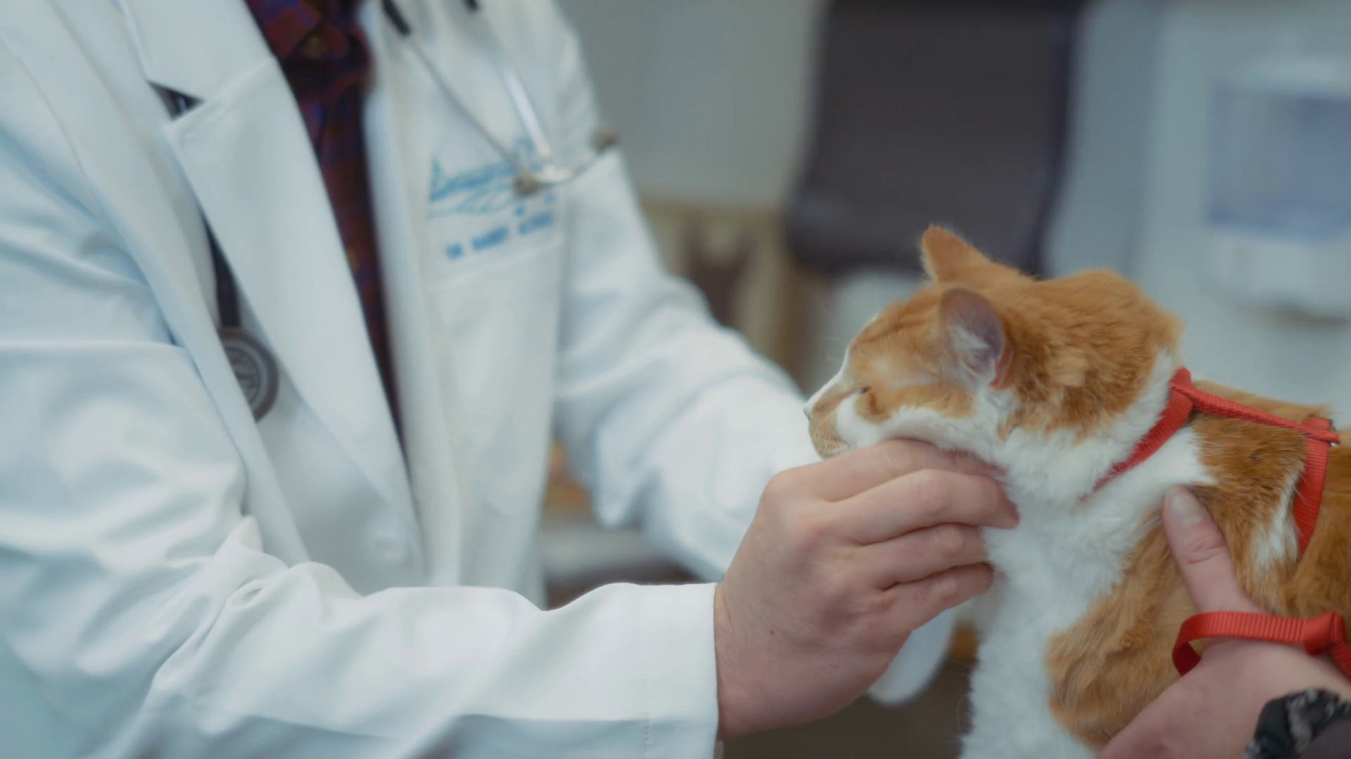 Veterinarian Inspects Ginger Cat At Vet Stock Footage SBV-348469905 ...