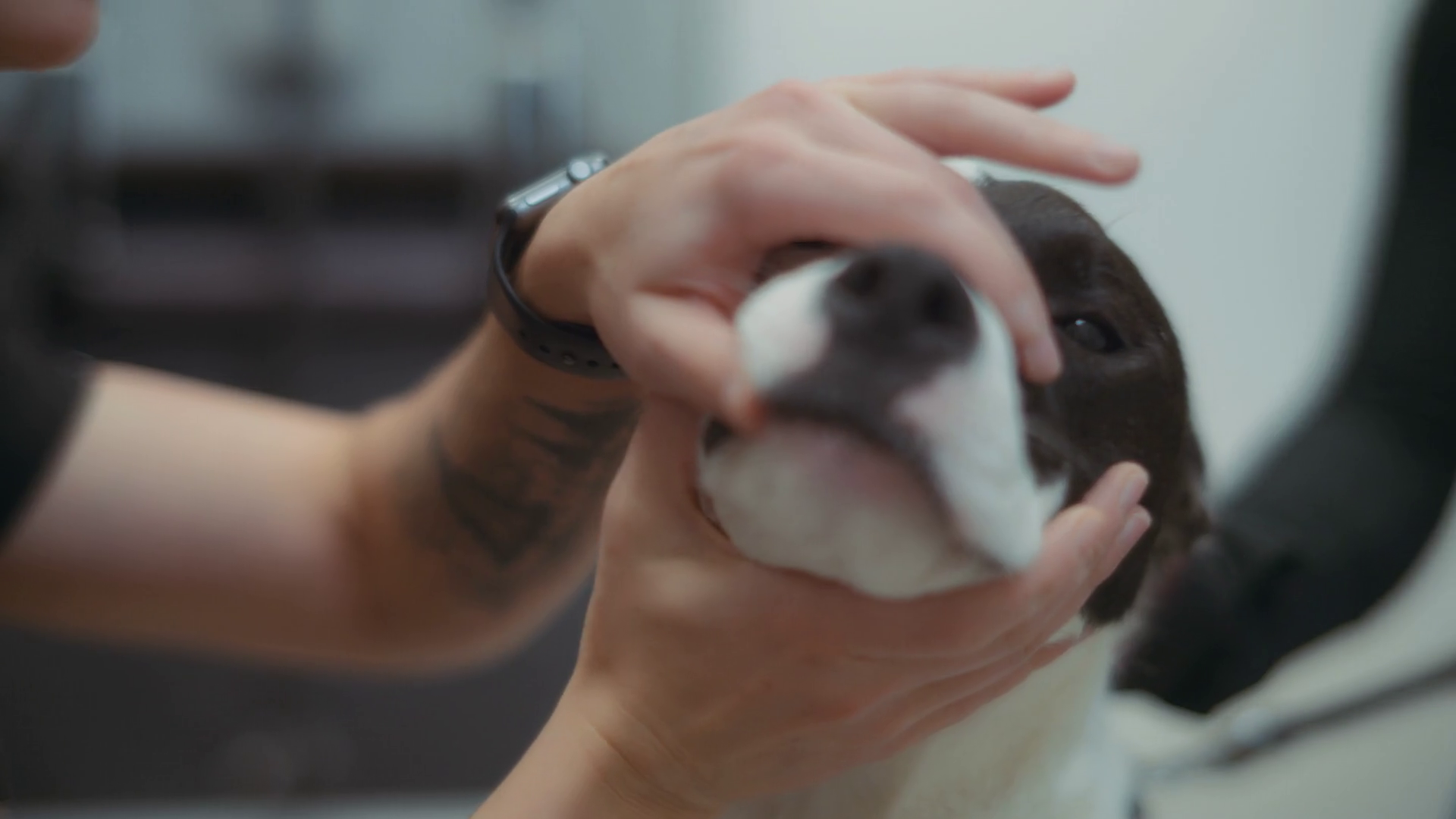 Veterinarian Checking Dog's Teeth During Stock Footage SBV-348469779 ...
