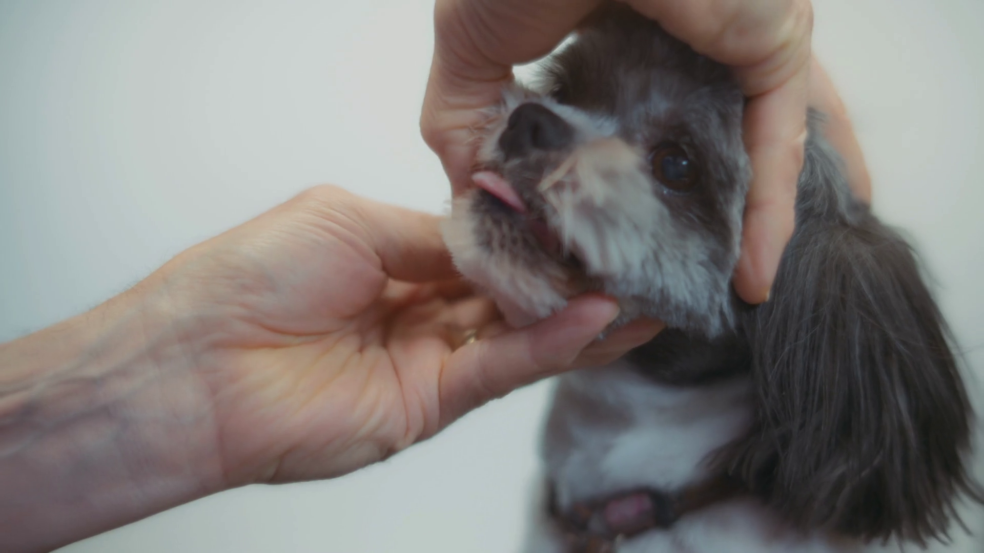 Veterinarian Checking Dog's Teeth During Stock Footage SBV-348468193 ...