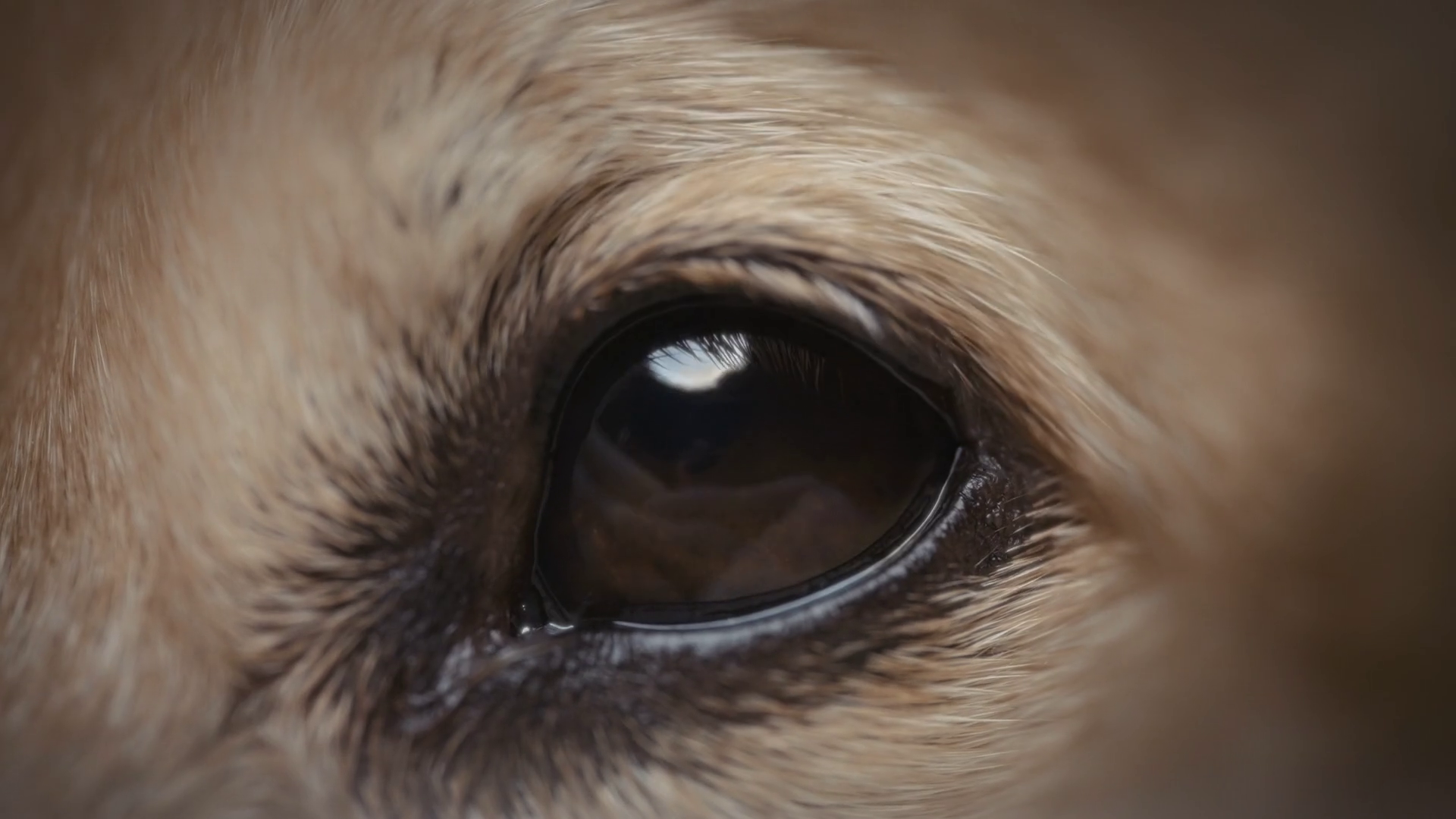 Close Up Detail Of Dog's Eye Macro Slow Stock Footage SBV-347777488 ...