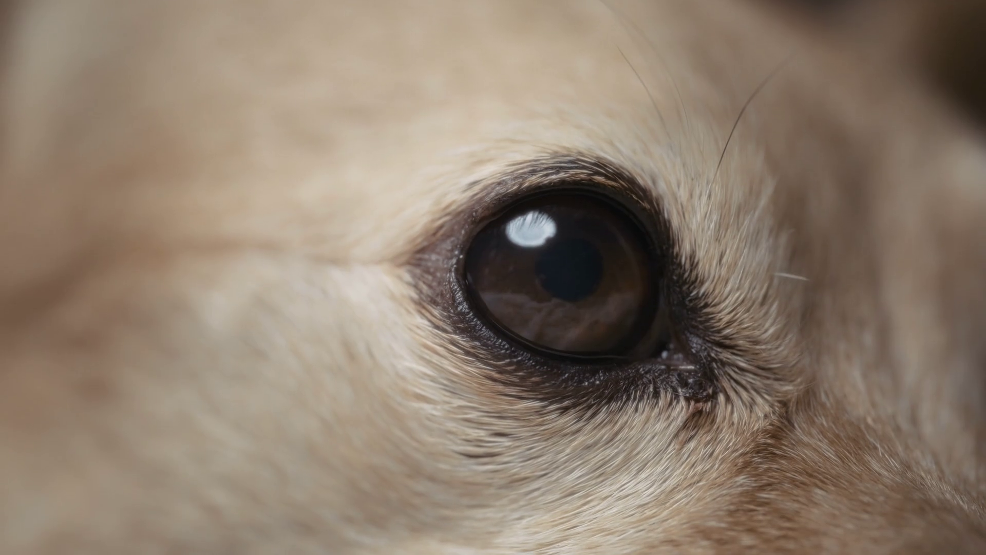 Close Up Detail Of Dog's Eye Macro Slow Stock Footage SBV-347777543 ...