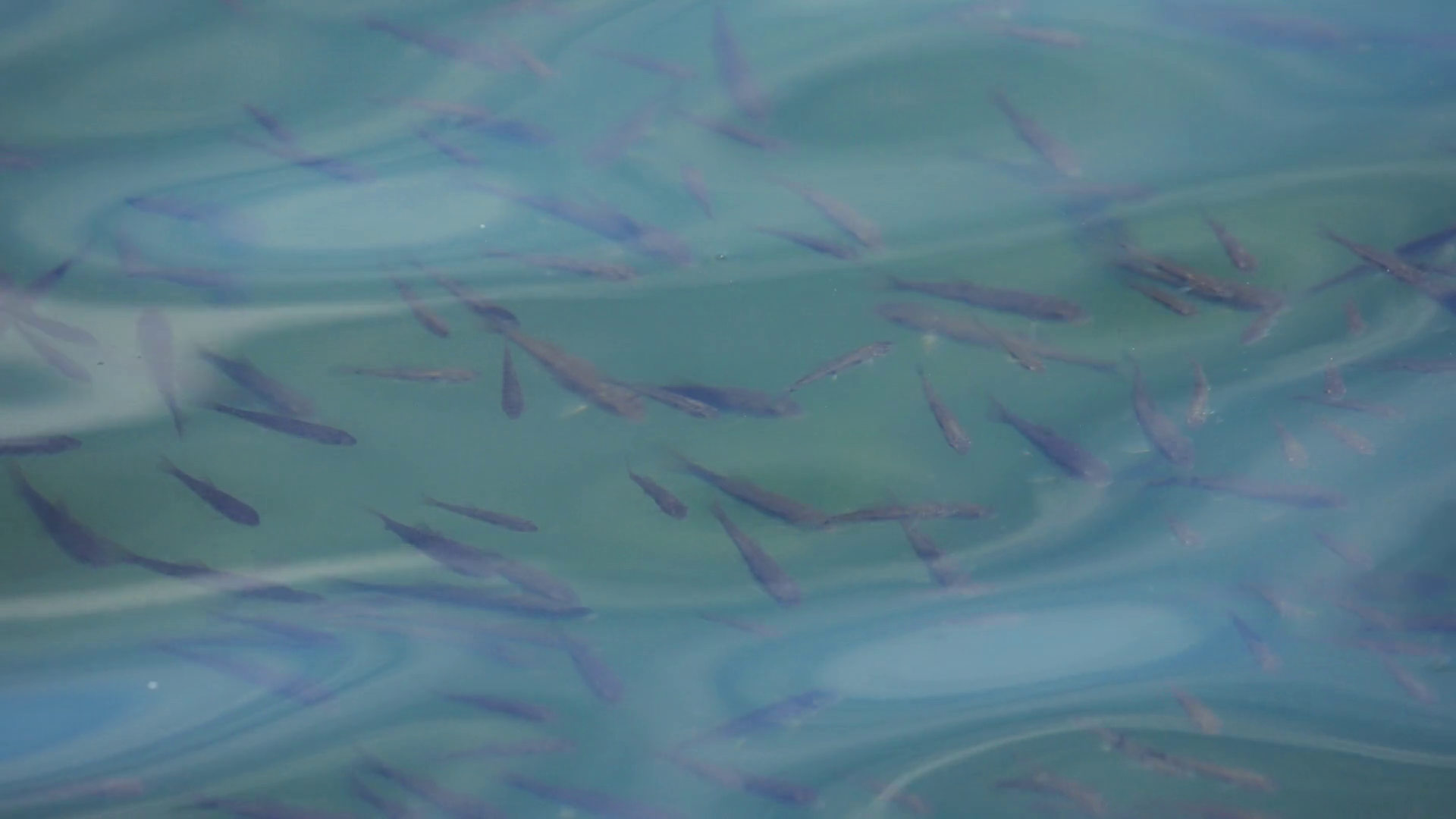 Fish Floating Under Water Surface Slow Stock Footage SBV-348467723 ...