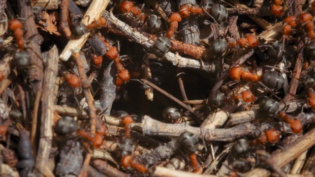 Group Of Ants Stock Footage: Royalty-Free Video Clips - Storyblocks