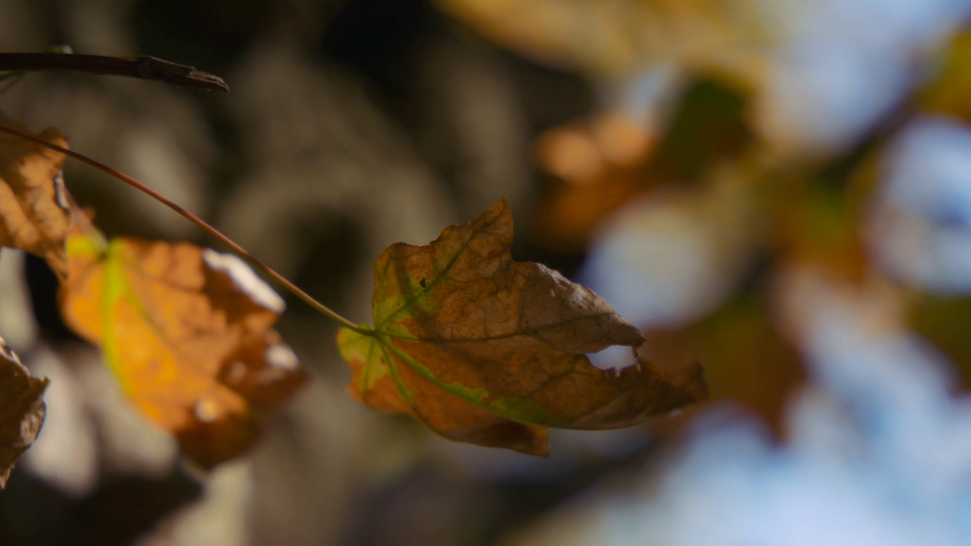 Close Up Of Drying Maple Leaf Under Sunlight Stock Footage SBV ...