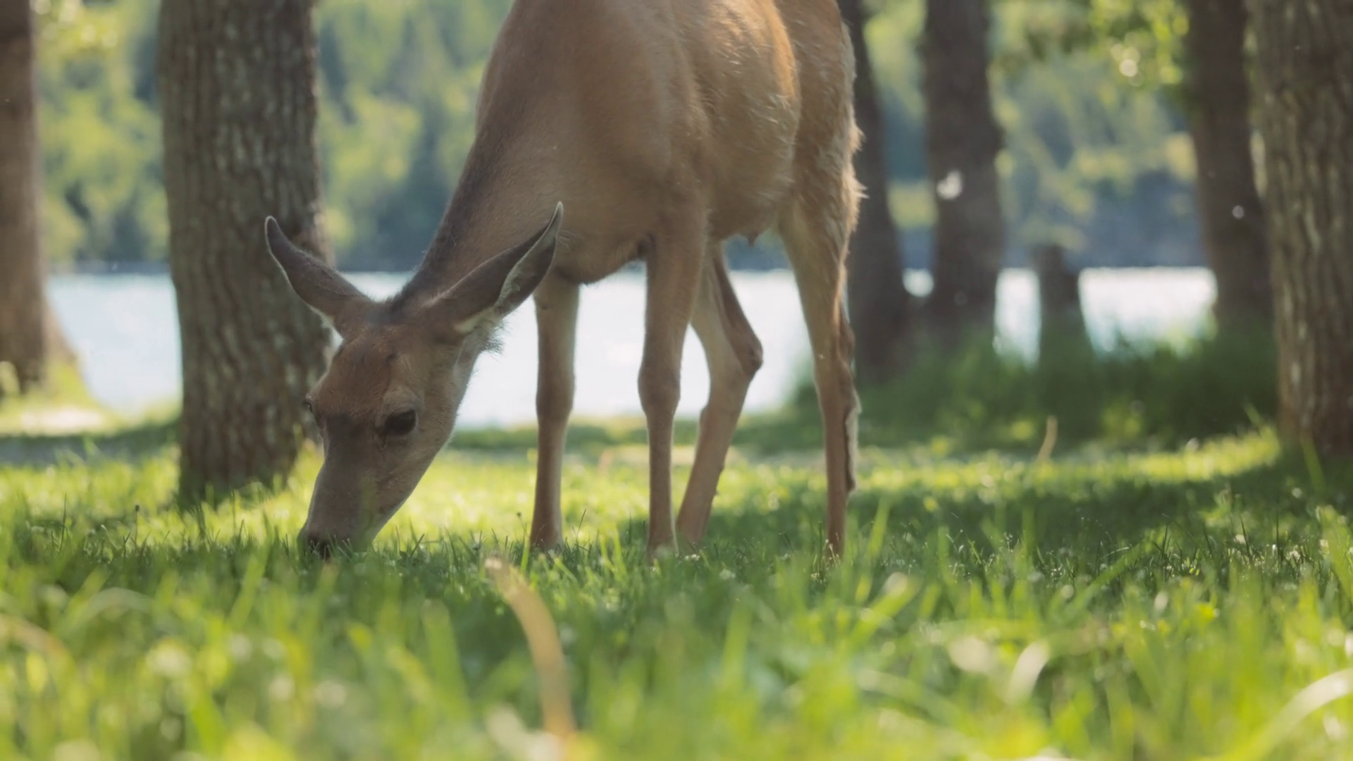 A Deer Eating Green In Park Dust Particles Stock Footage SBV-348760146 ...