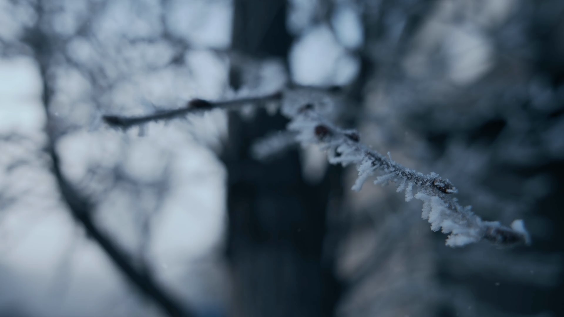 Frozen Iced Branches Of Tree Under Falling Stock Footage SBV-348814268 ...