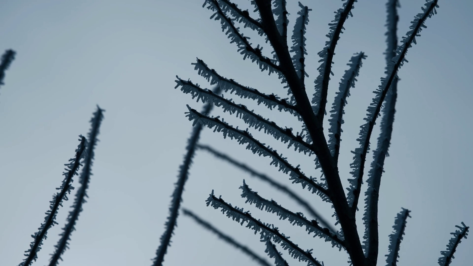 Frosty Tree Branches Covered In Snow Against Stock Footage SBV ...