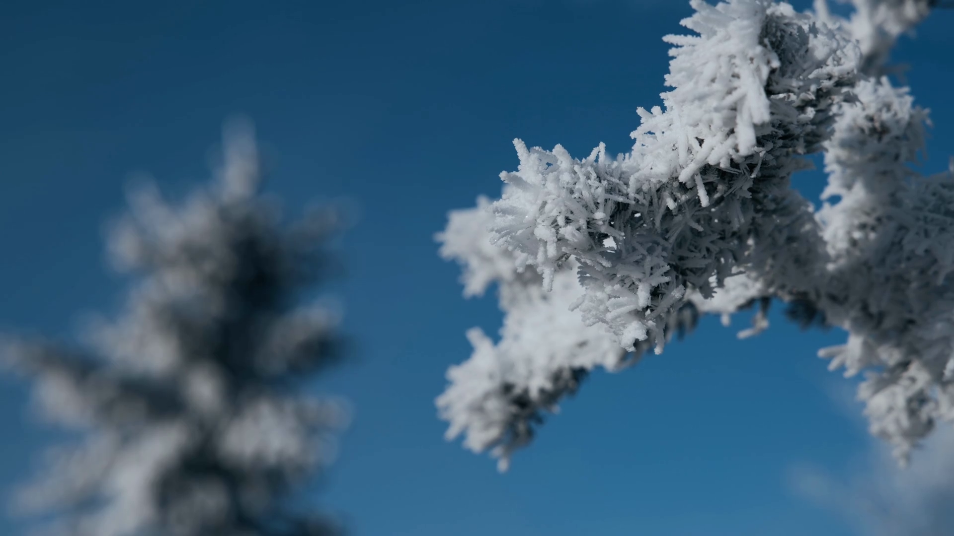 Close Up Of Frosty Tree Branch Covered In Stock Footage SBV-348814162 ...