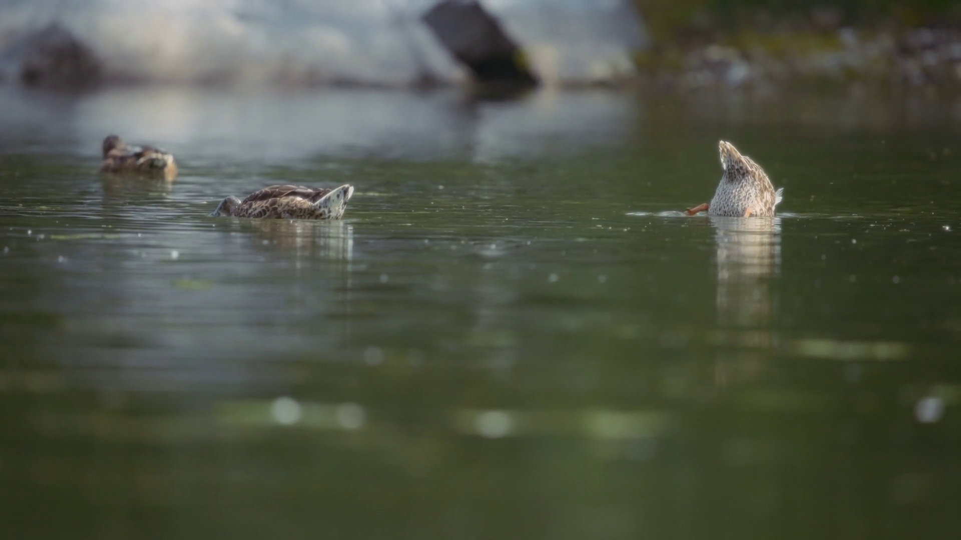 Flock Of Mallard Ducks Diving Into Pond Stock Footage SBV-348901371 ...