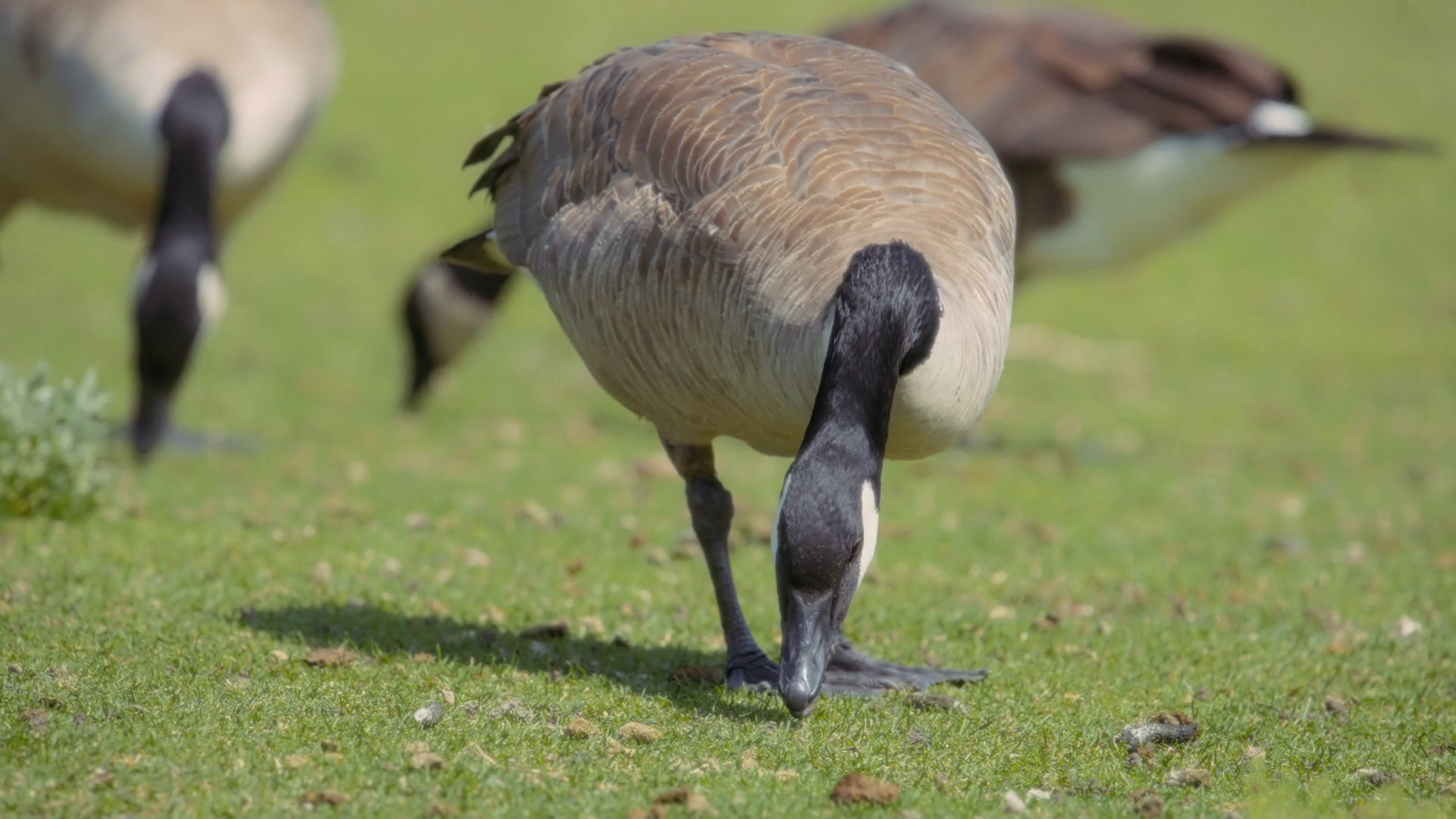 Canadian Geese Eating In Park Slow Motion Stock Footage SBV-348901719 ...