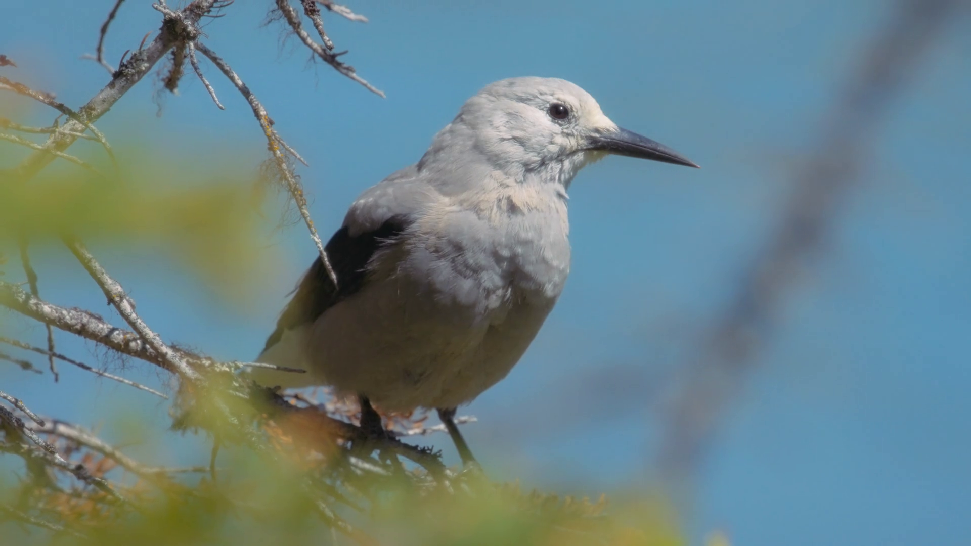 Clark's Nutcracker Sitting On Pine Tree Stock Footage SBV-348901168 ...