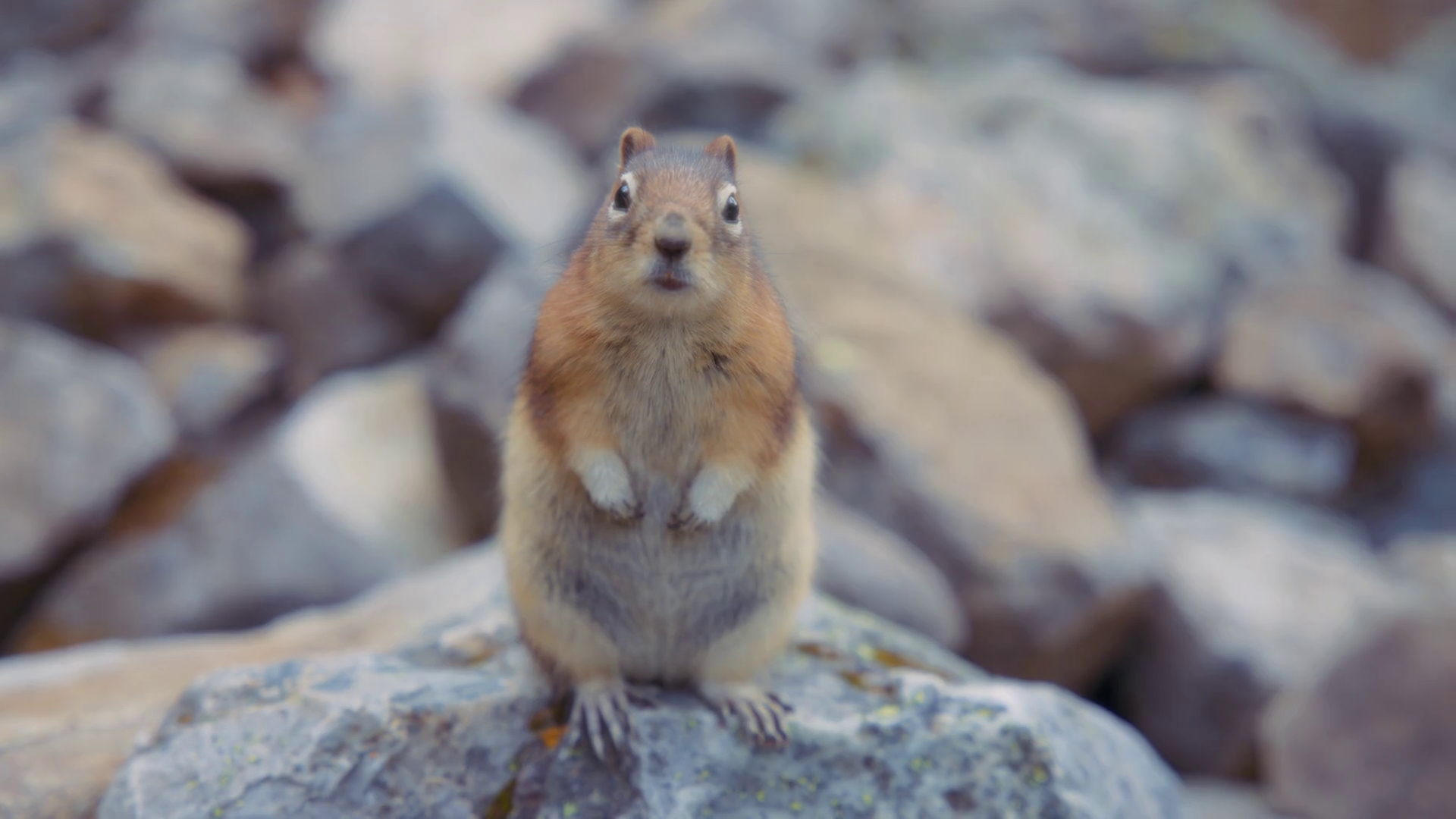 Close Up Of Small Chipmunk Looking At Camera Stock Footage SBV ...