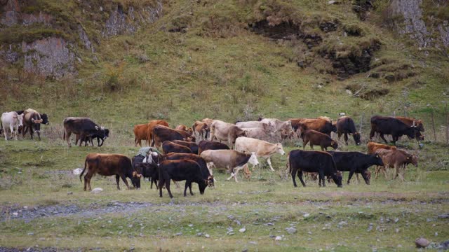 Grazing Cattle Stock Footage: Royalty-Free Video Clips - Storyblocks