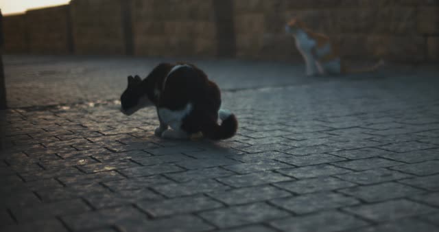 Cat Beating Cats Stock Footage: Royalty-Free Video Clips - Storyblocks