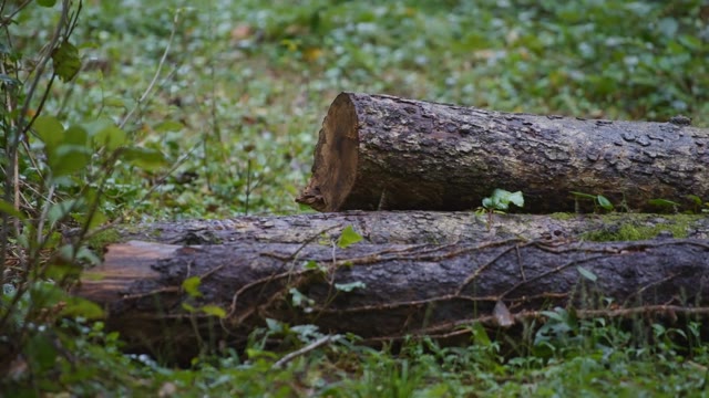 Log Stack Stock Footage: Royalty-Free Video Clips - Storyblocks