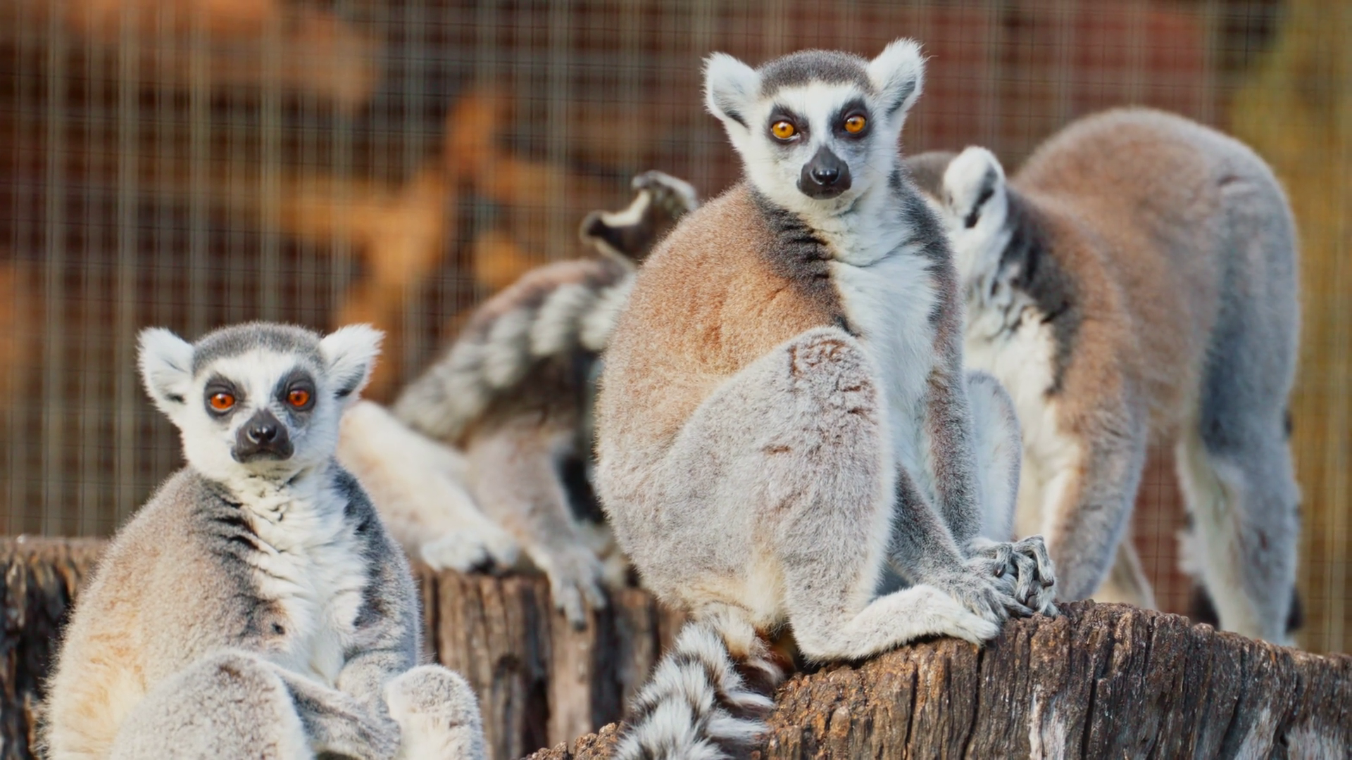 Family Of Lemurs Living In Captivity In Zoo Stock Footage SBV-351982973 ...